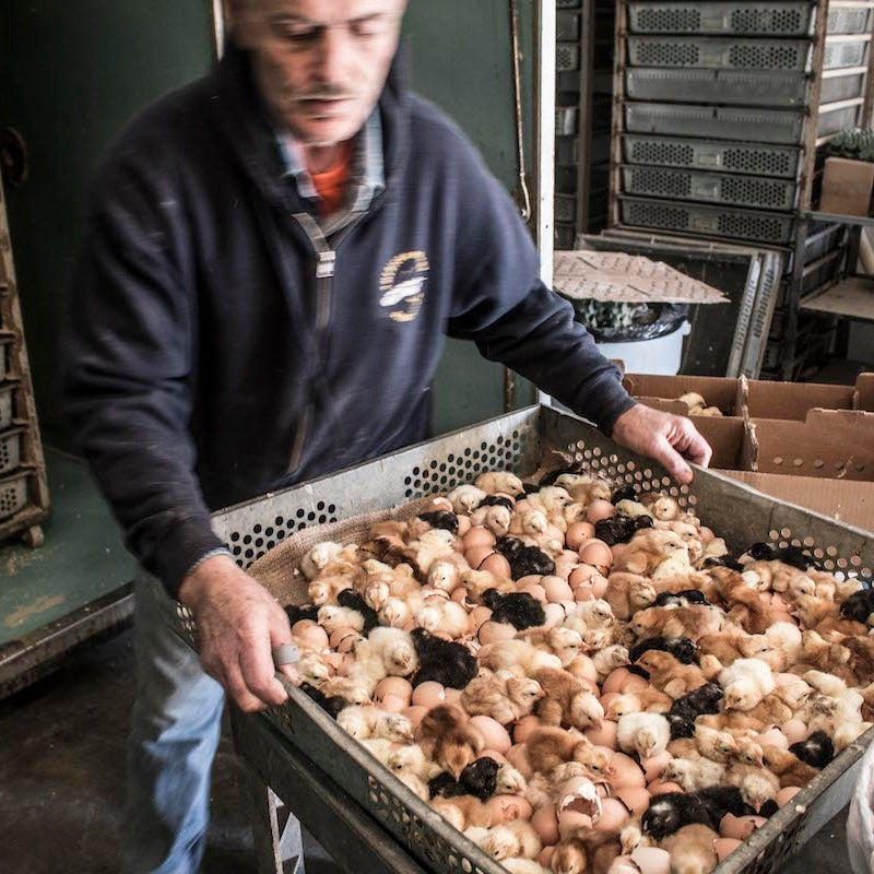 Wholesale Requests - Live Chickens